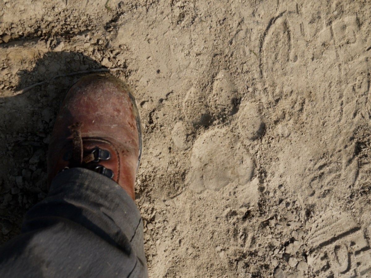 Tiger tracks – Bobcat Knows Best