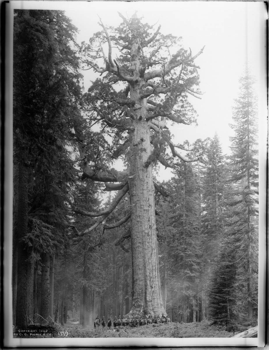 151 Years of Redwood Conservation – Bobcat Knows Best