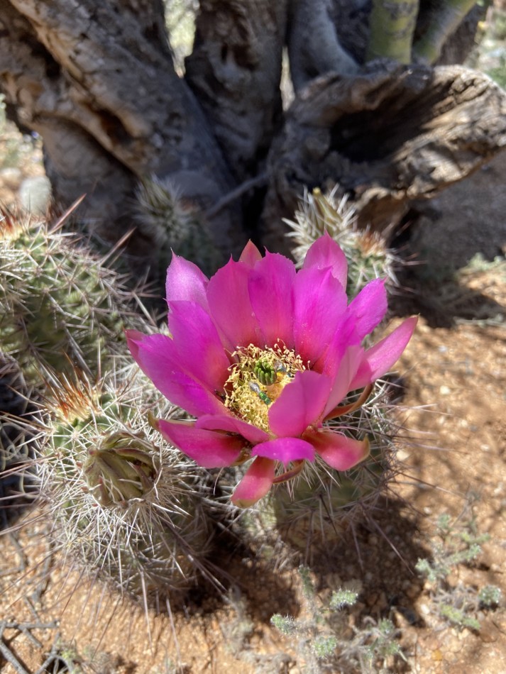 Microscopic View of a Hedgehog Cactus Fruit – Bobcat Knows Best
